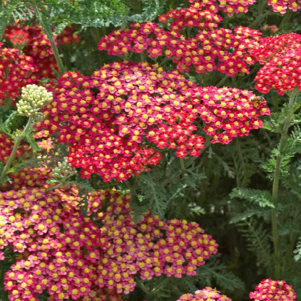 Achillea Millefolium Paprika (Rouge). Le pot de 2 litres