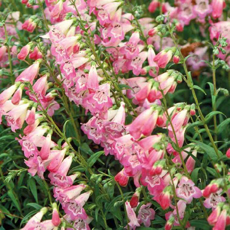 Penstemon Rose et blanc - Le pot de 9 x 9 cm | botanic®