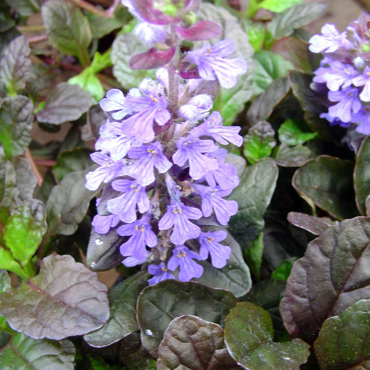 Ajuga Reptans. Le pot de 10,5 cm