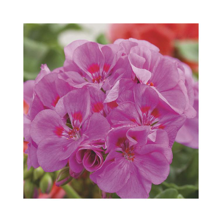 Géranium zonal mauve violet - Le pack de 6 plants