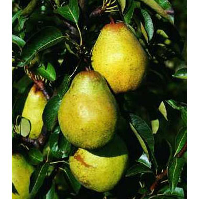 Poirier Nain Fruit Me® Pear Me Williams. La jardinière de 30 litres ...