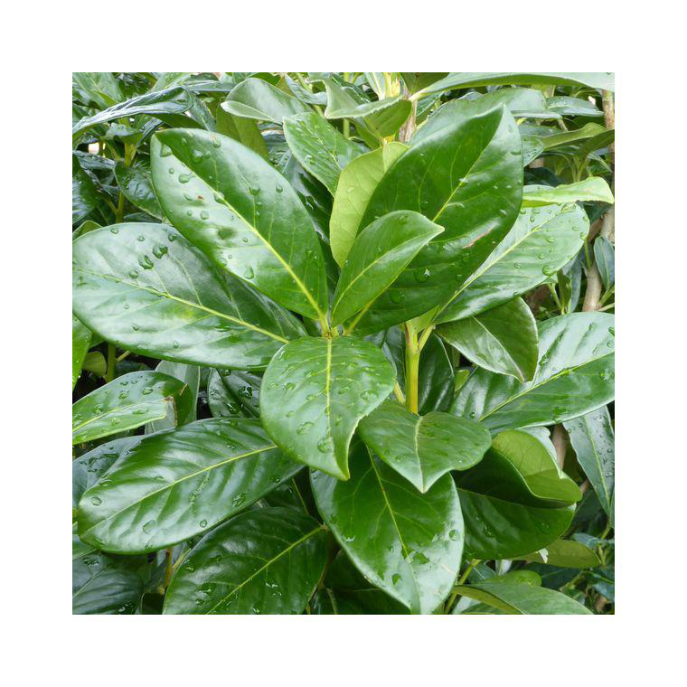 Laurier cerise ou Laurier palme Caucasica vert | botanic®