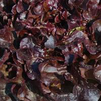 Salade A Couper Feuille De Chene Rouge Alezan Bio. La barquette de 12 ...