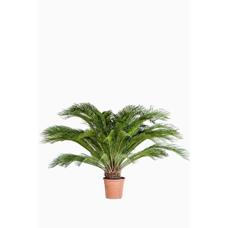 Cyca Revoluta vert en pot de 18 L | botanic®