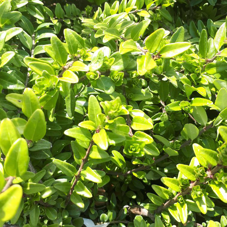 Chèvrefeuille à feuille de buis Maigrun vert. Le pot de 3 litres