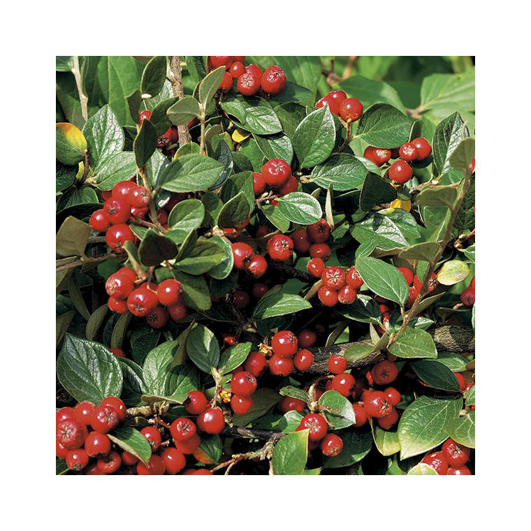 Cotoneaster franchetti rouge en pot de 15 L