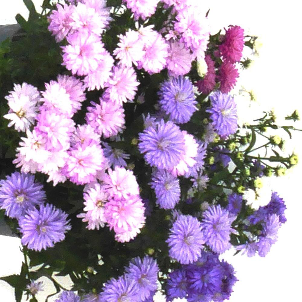 Aster Fleurs Doubles Tricolor. Le pot de 3 litres | botanic®