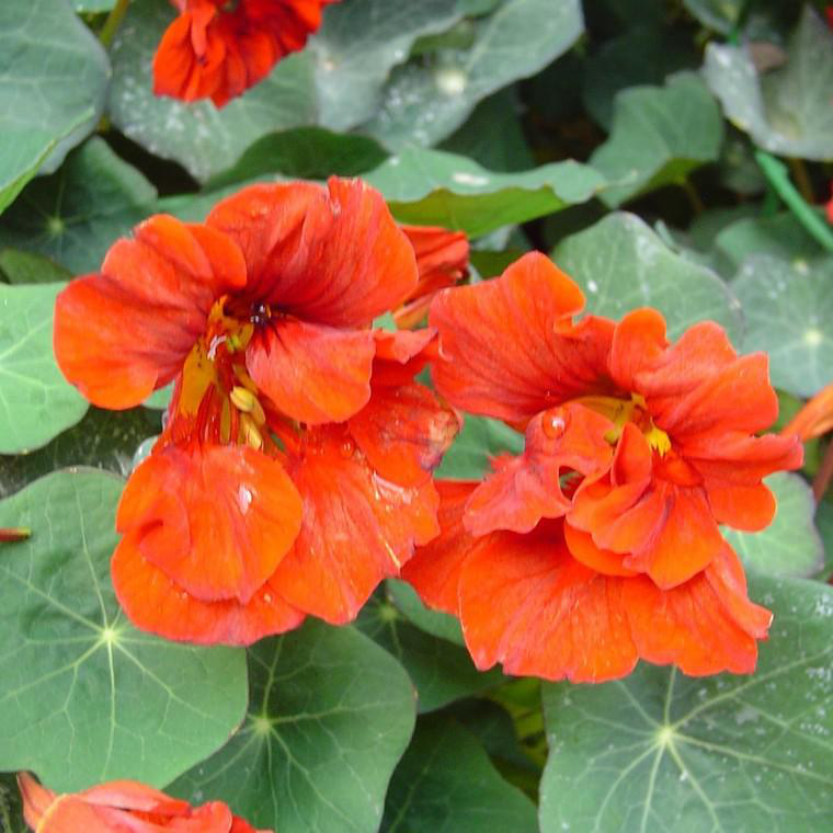 Capucine. Le pot de 0,5 litre | botanic®