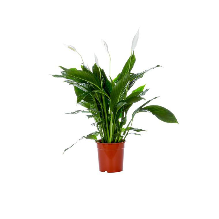 Spathiphyllum Sweet Chico pot Ø17 cm | botanic®