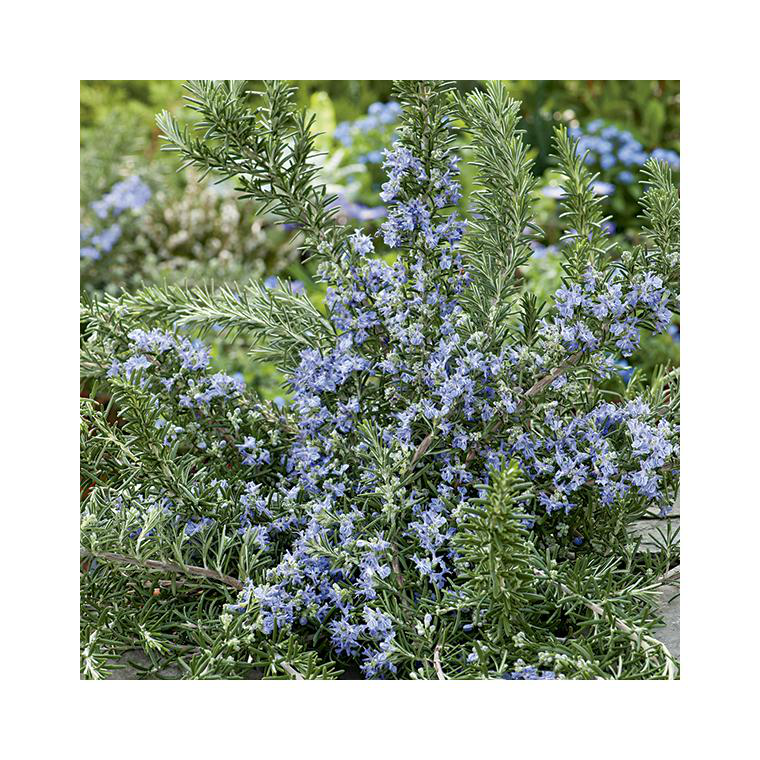 Romarin pointe du raz coloris violet. Le pot de 3 litres