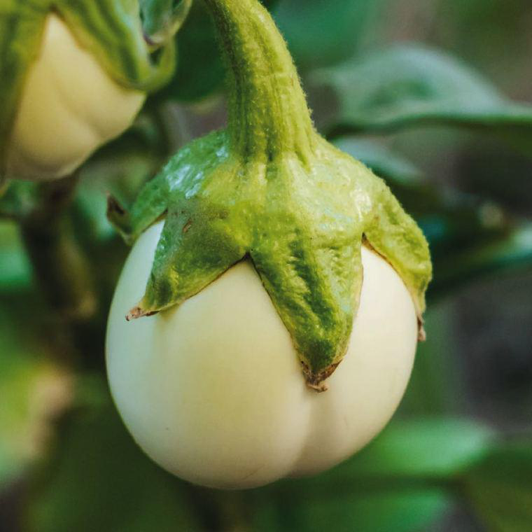 Aubergine Blanche Ronde A Œuf Bio. Le pot de 9x9 cm