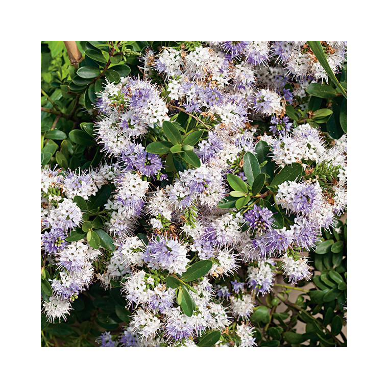 Hebe inspiration en pot de 3 litres | botanic®