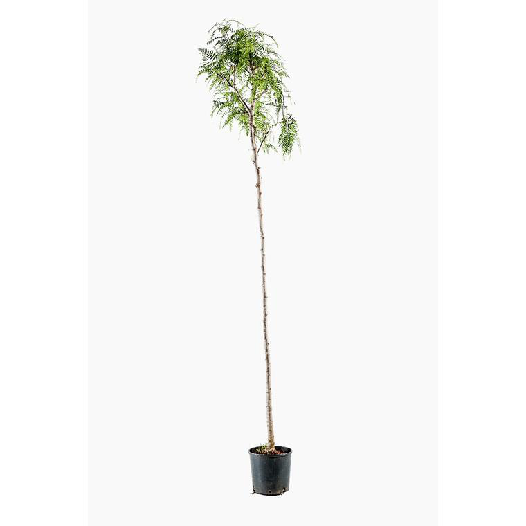 Schinus Molle (Faux poivrier odorant) 10/12 tige en pot de 30 L vert ...