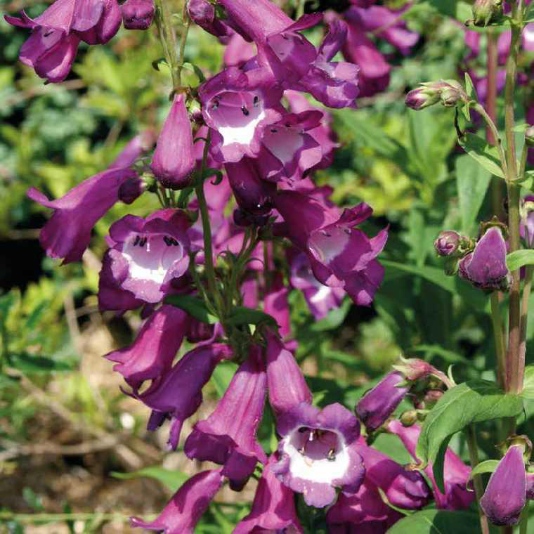 Penstemon violet Gorge blanche - Le pot de 9 x 9 cm