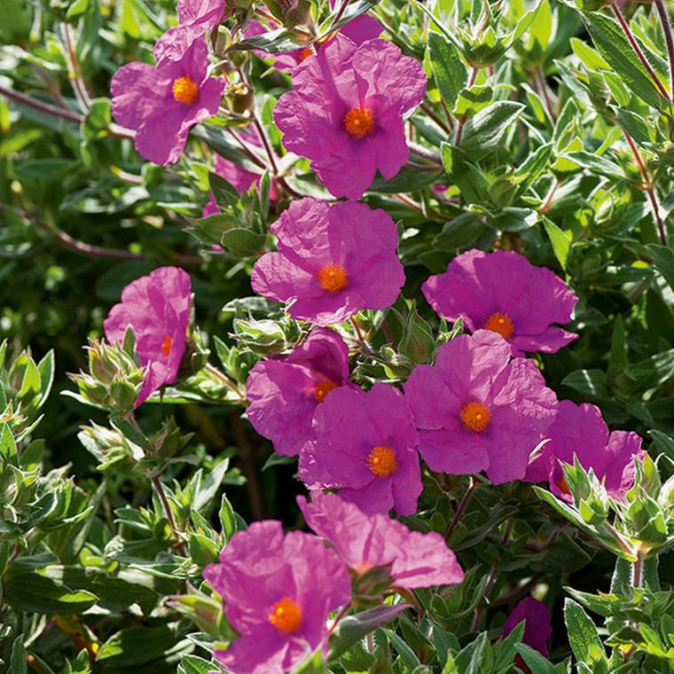 Cistus varié à fleurs multicolores botanic® - Le pot de 2 litres