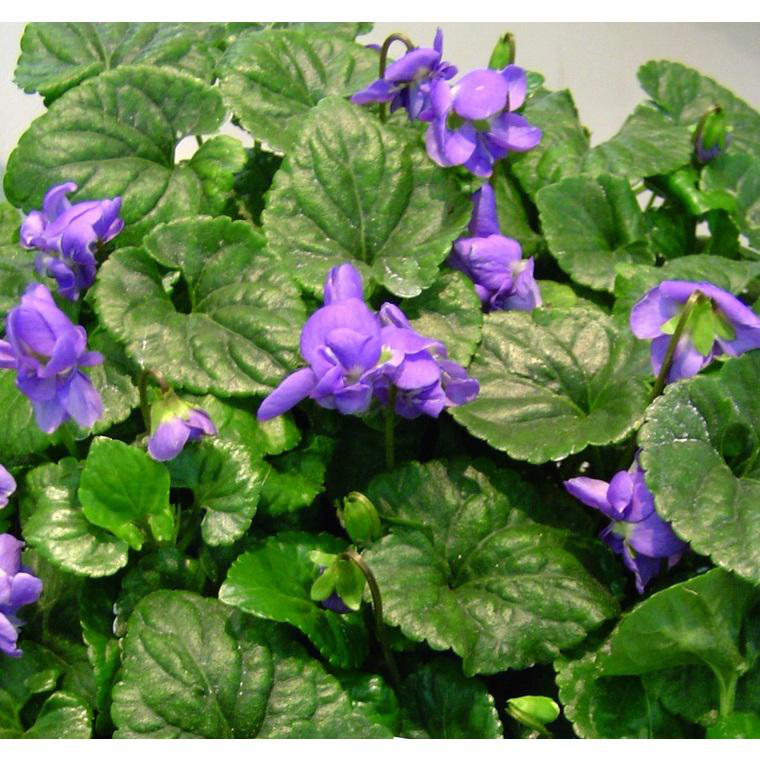 violette de Toulouse - La coupe de 25 cm | botanic®