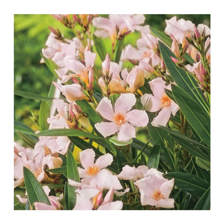 Laurier Rose Regis Faure. Le pot de 15 litres | botanic®