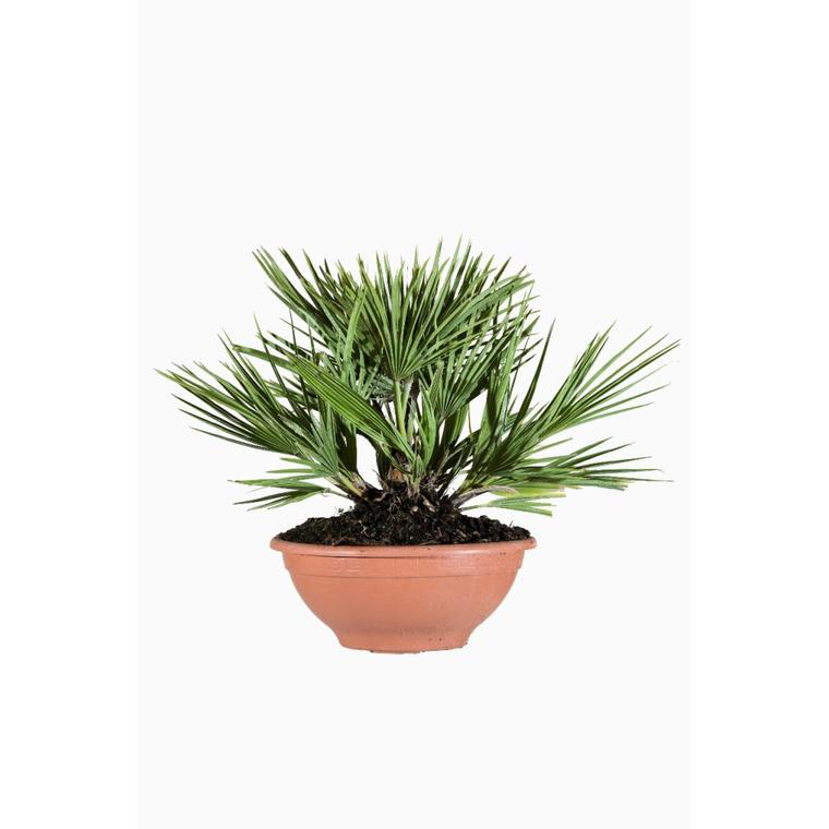 Chamaerops Humilis Compacta (Palmier nain) en coupe de 25 cm vert