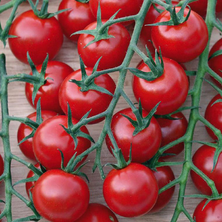 Tomate Apero Balconi Rouge Special Balcon Bio. Le pot de 2,5 litres ...
