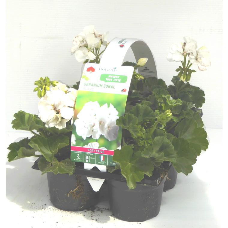 Géranium zonal blanc - Le pack de 6 plants