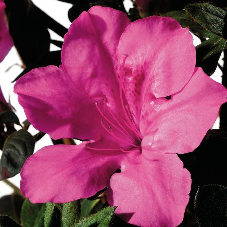 Azalée (Azalea) Encore rose. Le pot de 4 litres | botanic®
