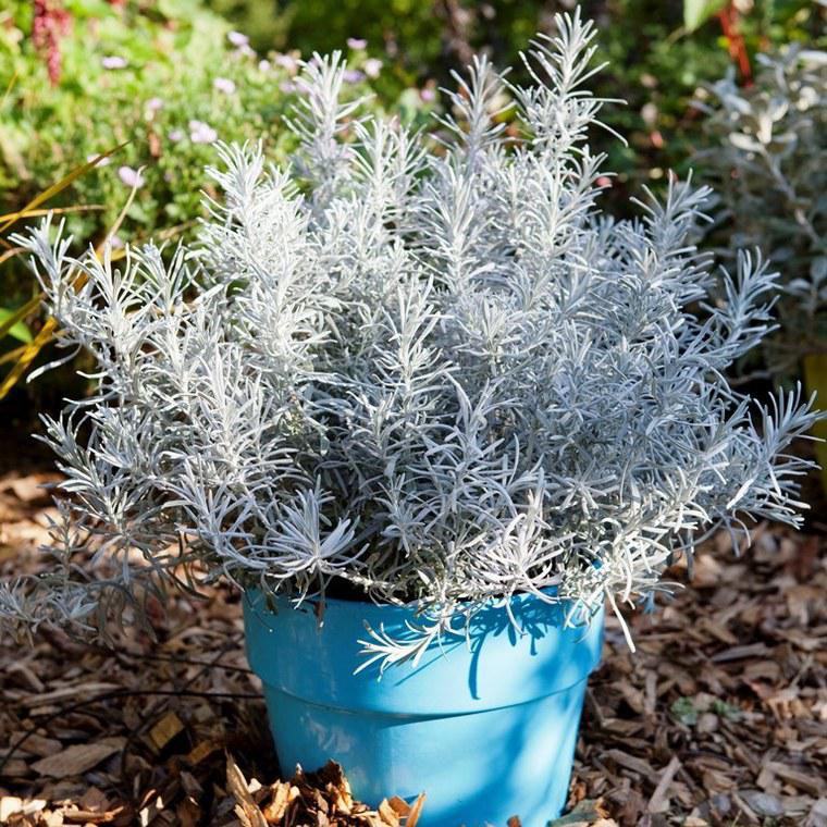 Helichrysum Angustifolia Korna en pot de 4 L | botanic®