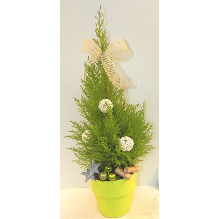 Cupressus Gold Crest - Pot déco