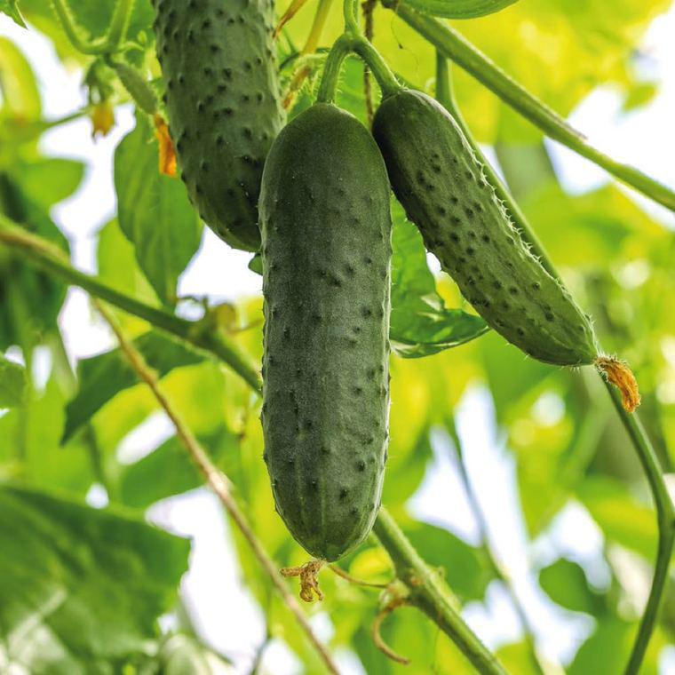 Cornichon Hokus Bio. La barquette de 3 plants | botanic®
