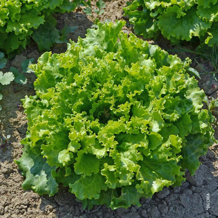 Laitue Batavia Verte Bio. La barquette de 12 plants