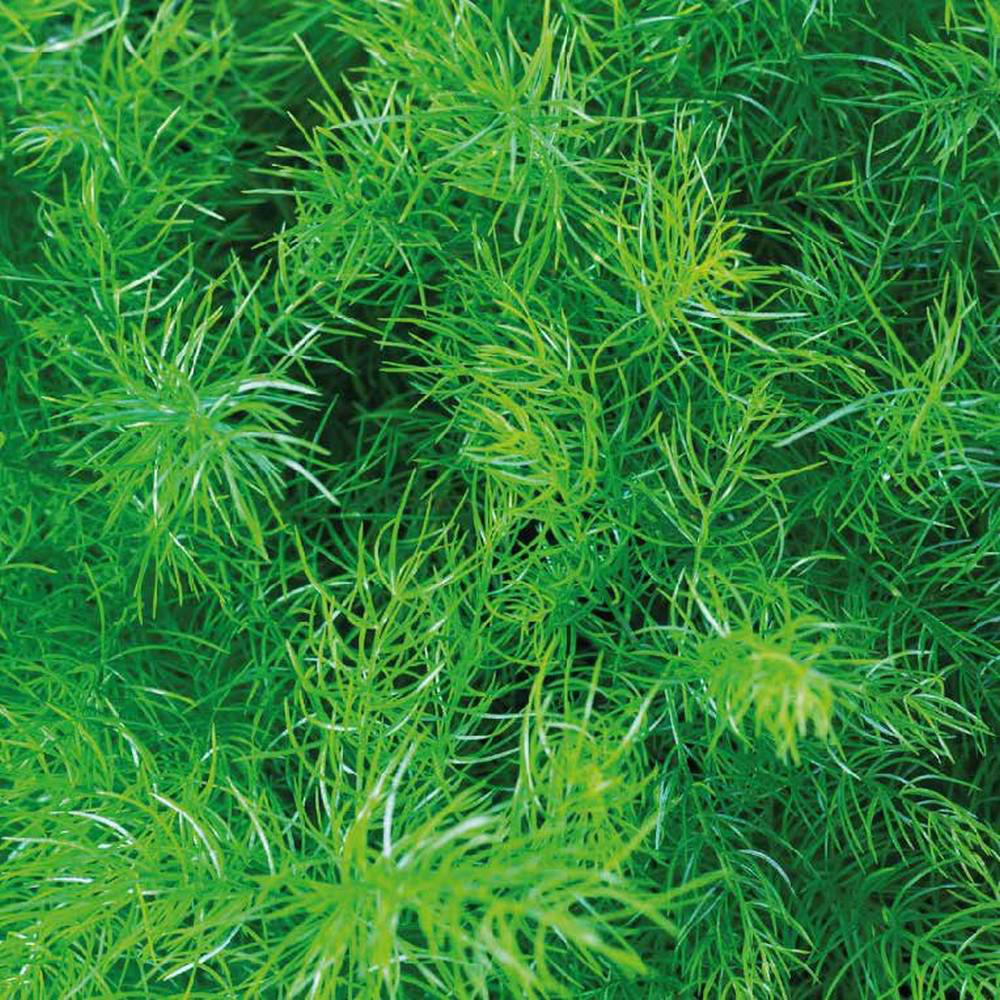 Asparagus Sprengerii. Le pot diam 12 cm | botanic®