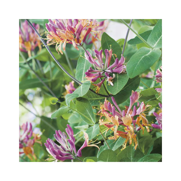 Chevrefeuille HECKROTTI GOLDFLAME. Le pot de 6 litres | botanic®