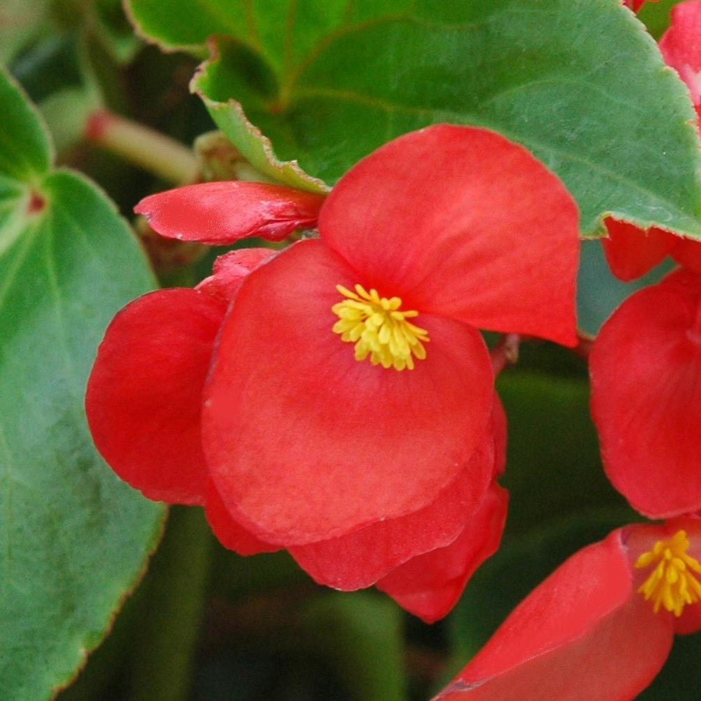 Begonia Megawatt Rouge. Le pot de 3 litres