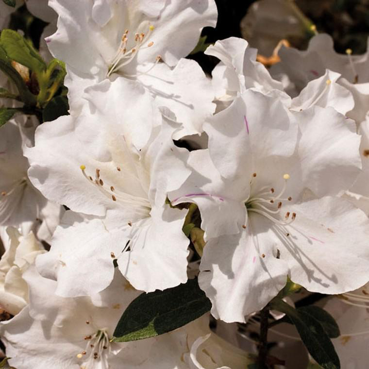 Azalée (Azalea) Encore Lily blanc. Le pot de 4 litres | botanic®