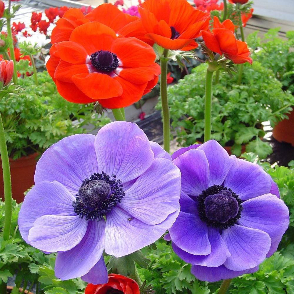 Anemone Coronaria Variée. Le pot de 11 cm | botanic®