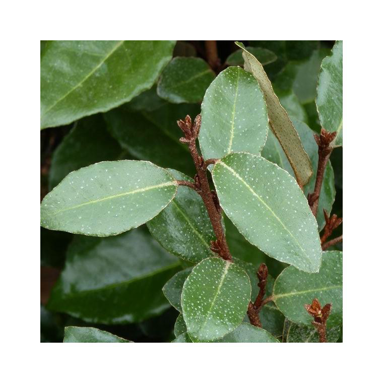 Chalef de Ebbing vert. Le pot de 30 litres, forme ½ tige | botanic®