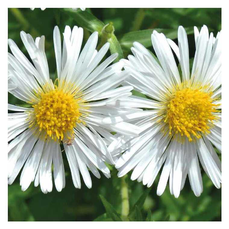 Aster nain d'automne blanc - Le pot de 9 x 9 cm | botanic®