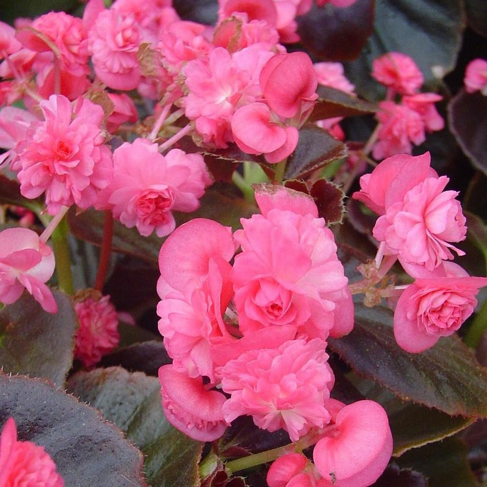 Begonia Semperflorens Doublet. Le pot de 10,5 cm
