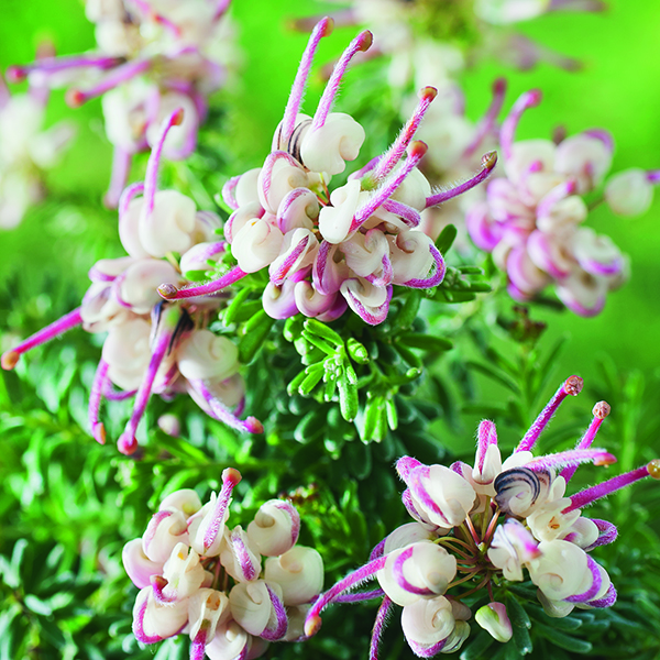 Grevillea Mount Tamboritha rose botanic®. Le pot de 3 litres