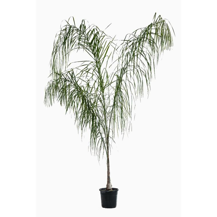 Palmier Arecastrum Romanzoffianum. Le pot de 15 litres