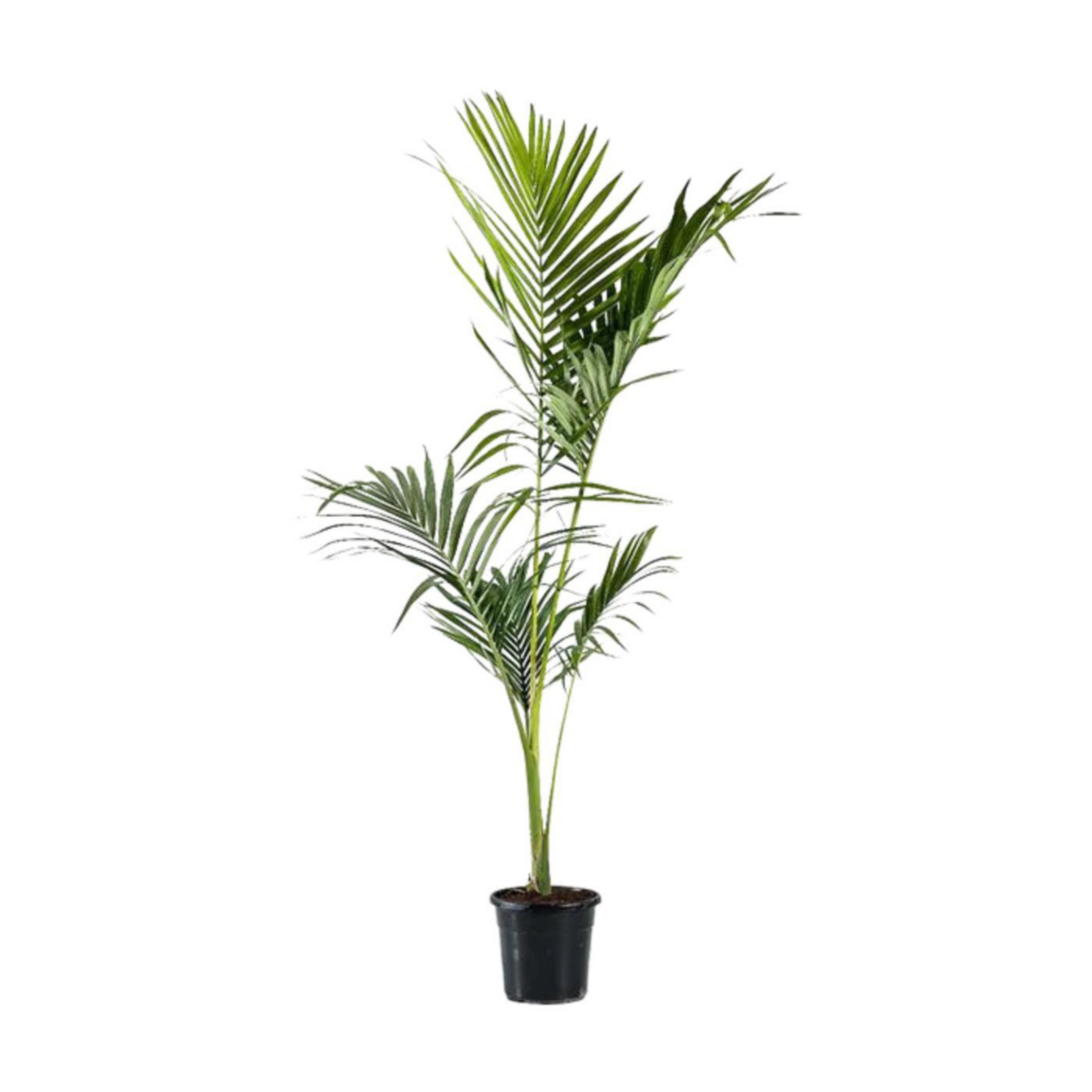 Archontophoenix Alexandrae (Palmier Alexandra) en pot de 9 L vert ...