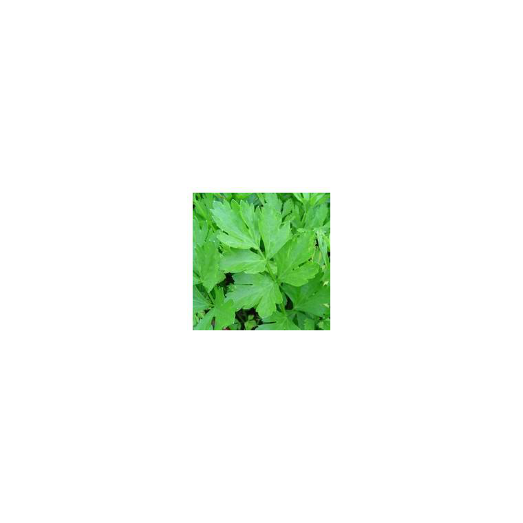 Plante Amie Du Jardinier Liveche Bio. Le pot de 10,5 cm | botanic®
