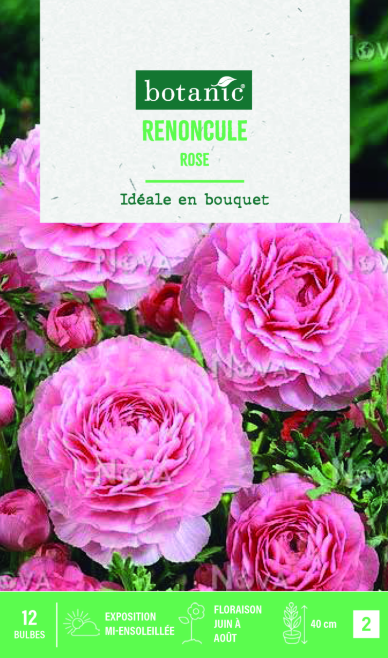 Bulbes de fleurs Renoncule asiatique rose botanic® – 12 bulbes