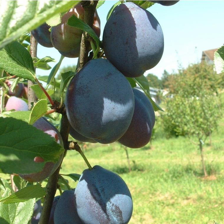Prunier Stanley. Le pot de 12 litres forme 1/2 tige