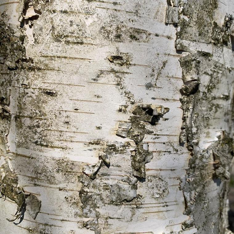 Bouleau blanc (Betula Verrucosa) 150/200. Le pot de 7 litres