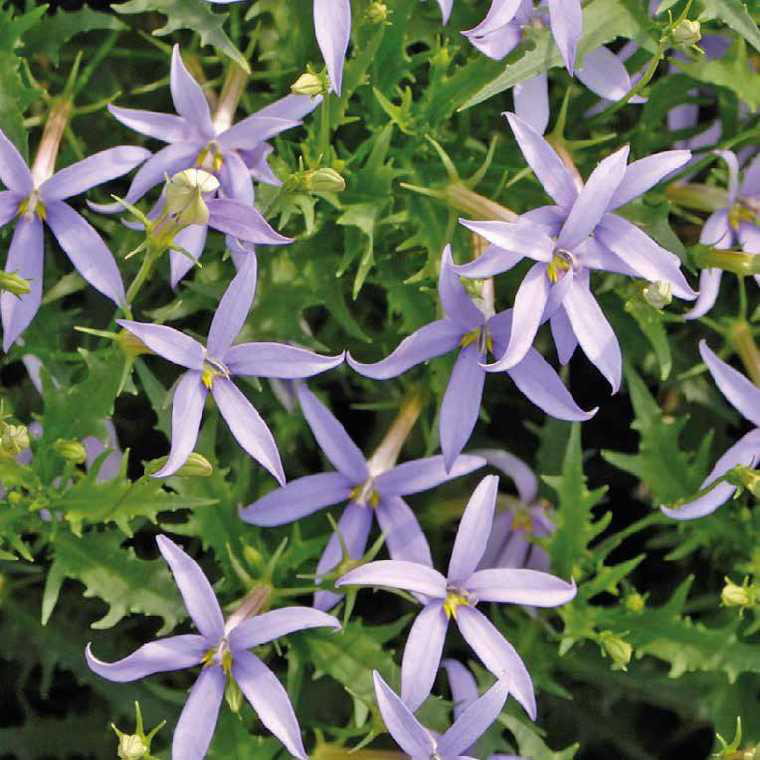 Isotoma - Le pot de 9 x 9 cm | botanic®