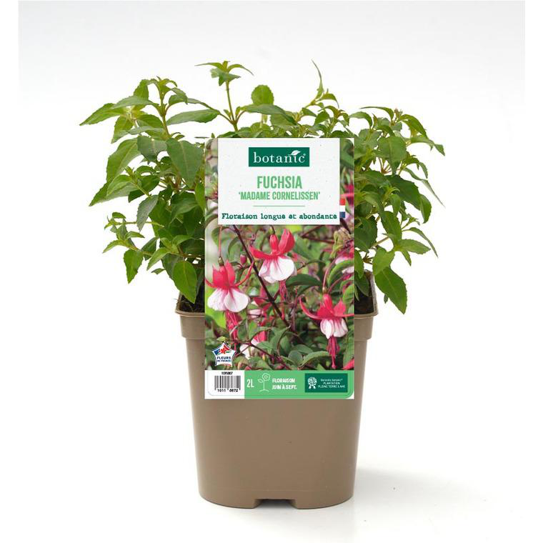 Fuchsia ‘Madame Cornelissen’ - Le pot de 2 litres | botanic®