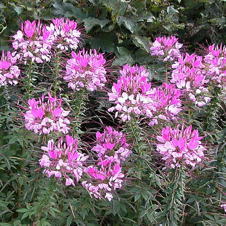 Cléome ou "Fleur araignée" à fleurs roses - Le pot de 3 litres
