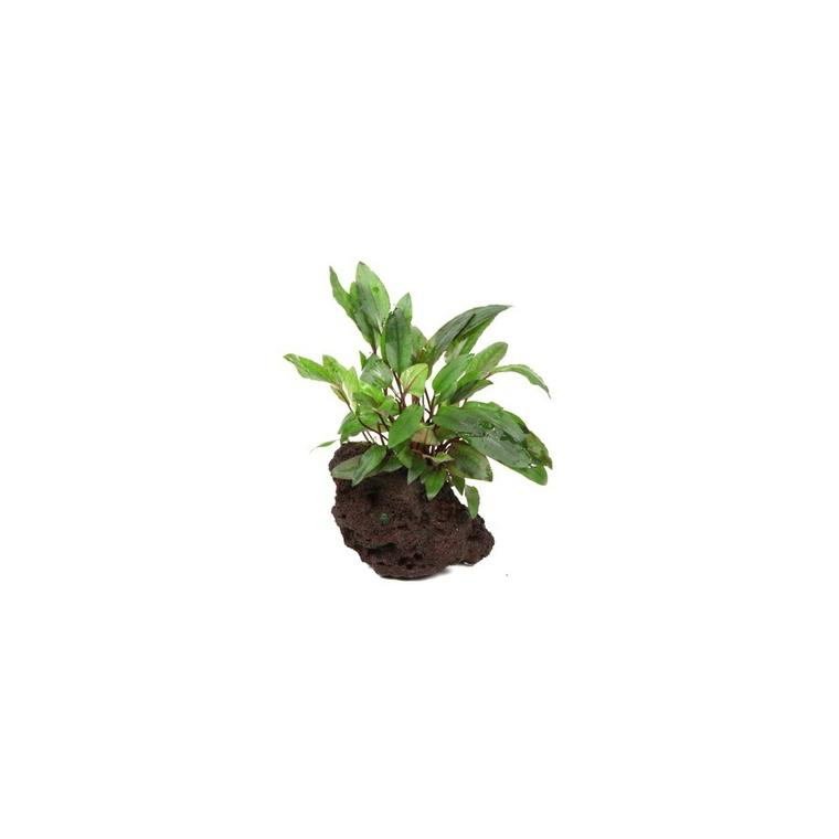 Cryptocoryne Beckettii Petchii Sur Roche S