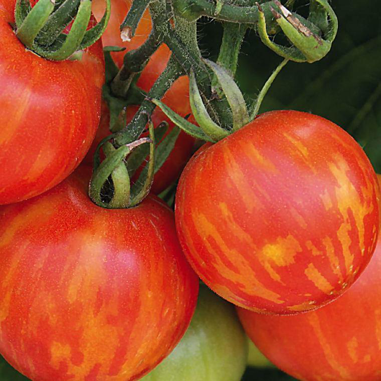 Tomate Ronde Tigrella Bicolore Bio. Le pot de 9x9 cm | botanic®