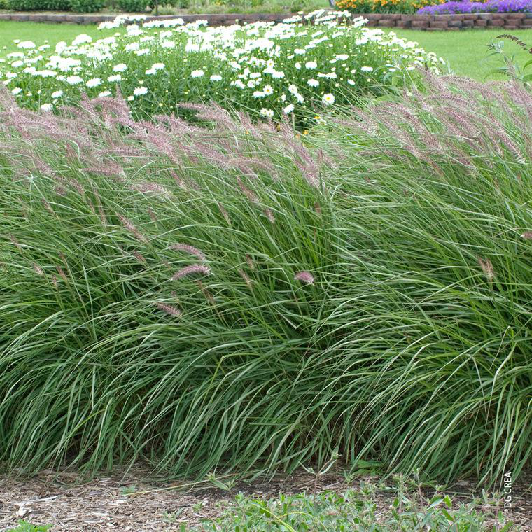Pennisetum Orientale - Le pot de 4 litres
